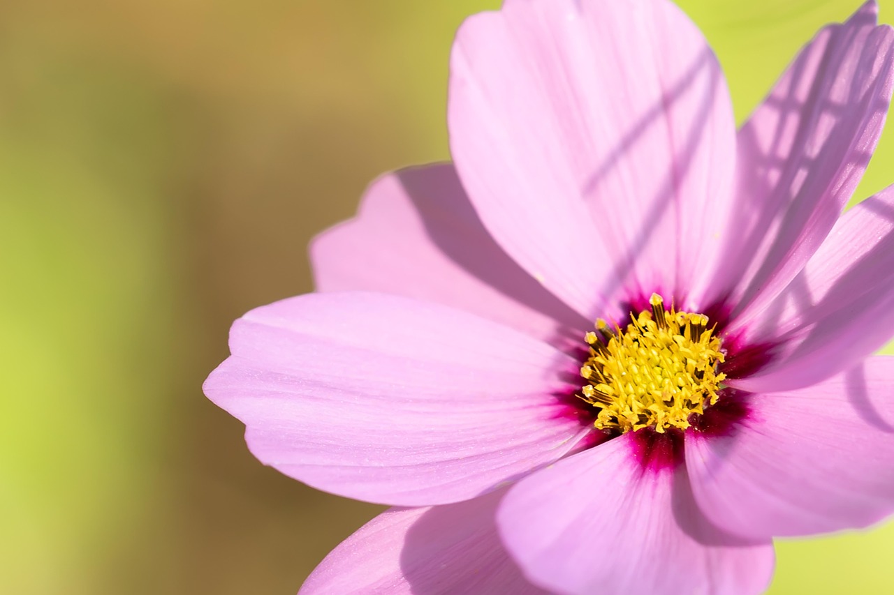 Flower Anemone Botany - Free photo on Pixabay - Pixabay