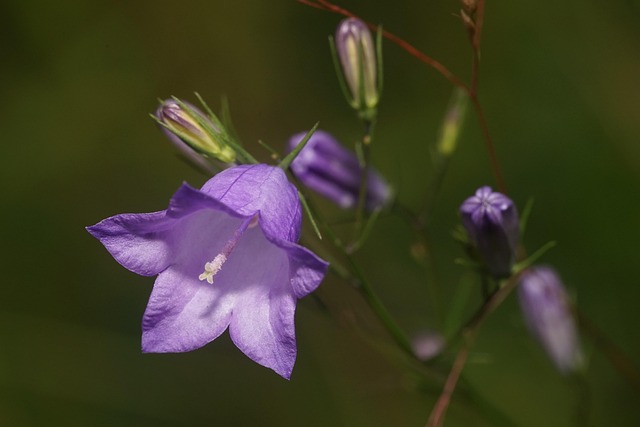 Bunga Lonceng Botani - Foto gratis di Pixabay
