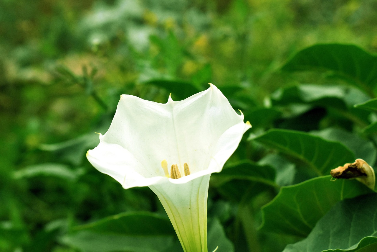 7,000+ Free Angel Trumpet & Trumpet Images - Pixabay