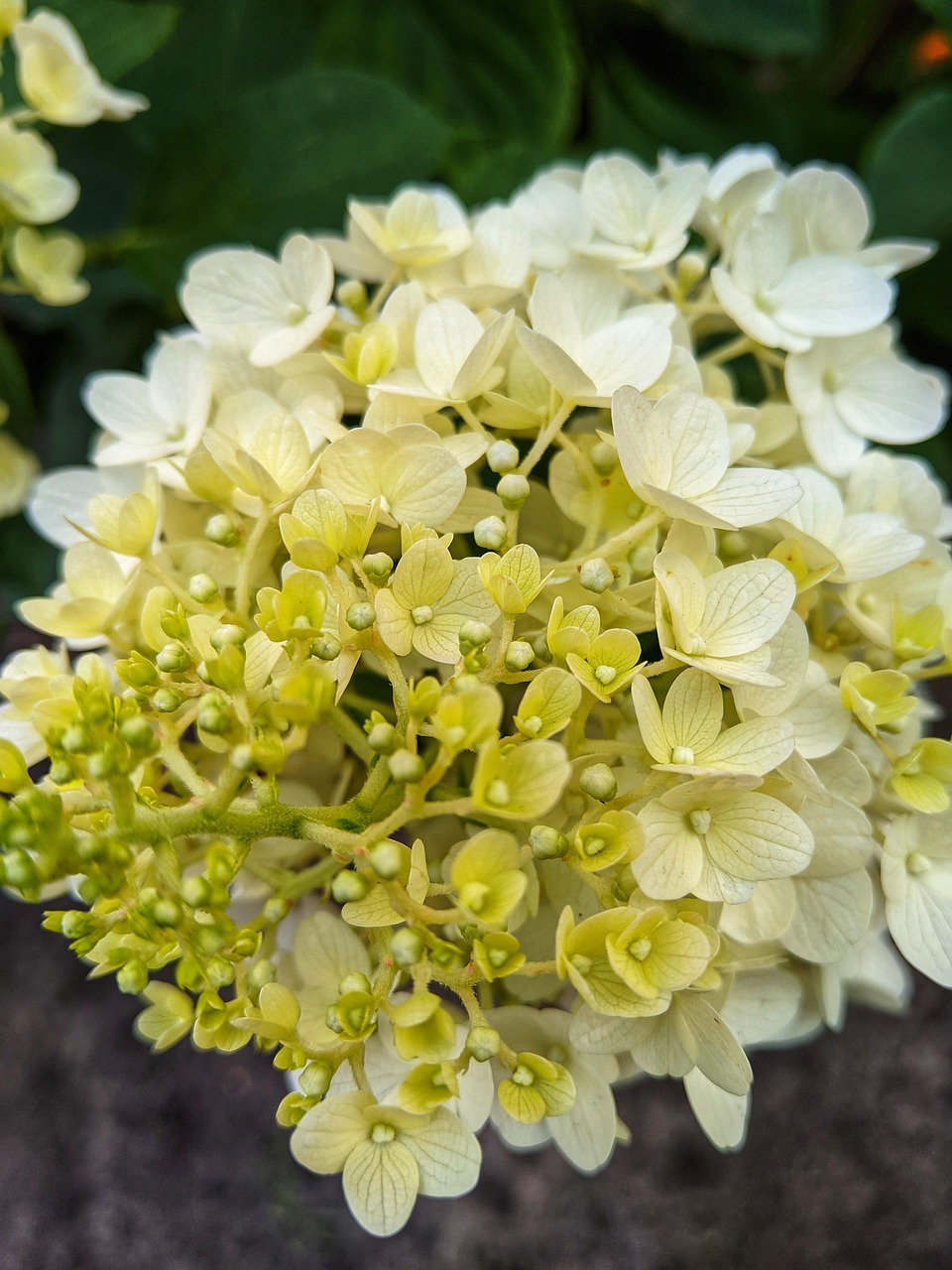 Flowers Yellow Small - Free photo on Pixabay - Pixabay
