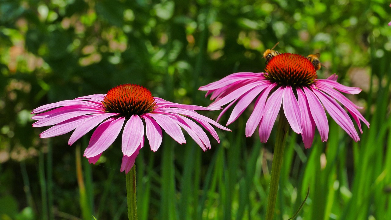 Coneflowers Roxos Flores - Foto gratuita no Pixabay - Pixabay