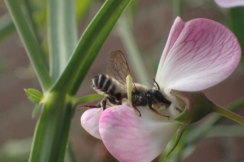 Abeille Sauvage Bug - Photo gratuite sur Pixabay