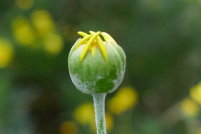 Flower Bud Nature Spring - Free photo on Pixabay - Pixabay