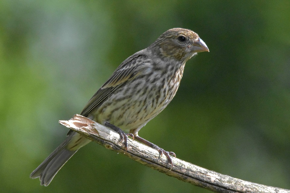 House Finch Bird Wildlife - Free photo on Pixabay