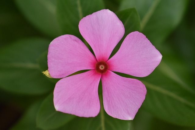 Bunga Mekar Natural - Free photo on Pixabay
