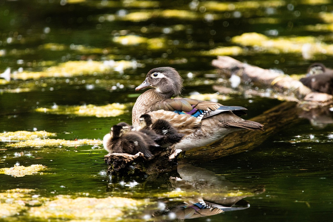Canards Oiseau Habitat - Photo gratuite sur Pixabay - Pixabay