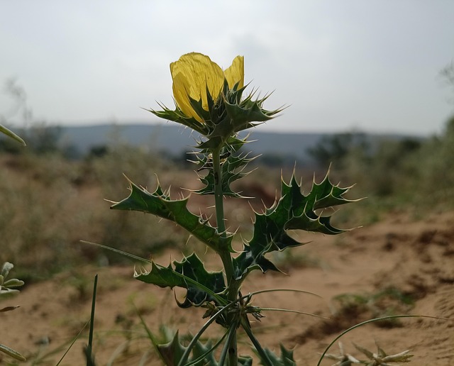 Pavot Épineux Mexicain Fleur Jaune - Photo gratuite sur Pixabay - Pixabay