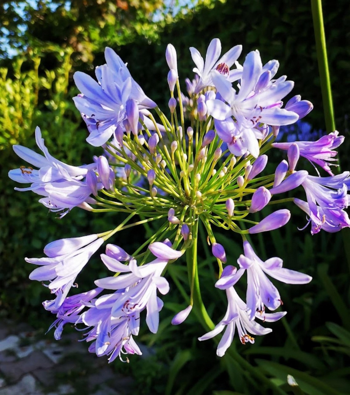 Lily Of The Nile Lilac Flowers - Free photo on Pixabay - Pixabay