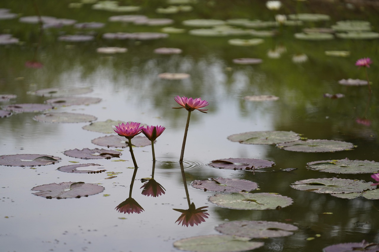 Lirios De Agua Estanque Acuático - Foto gratis en Pixabay - Pixabay