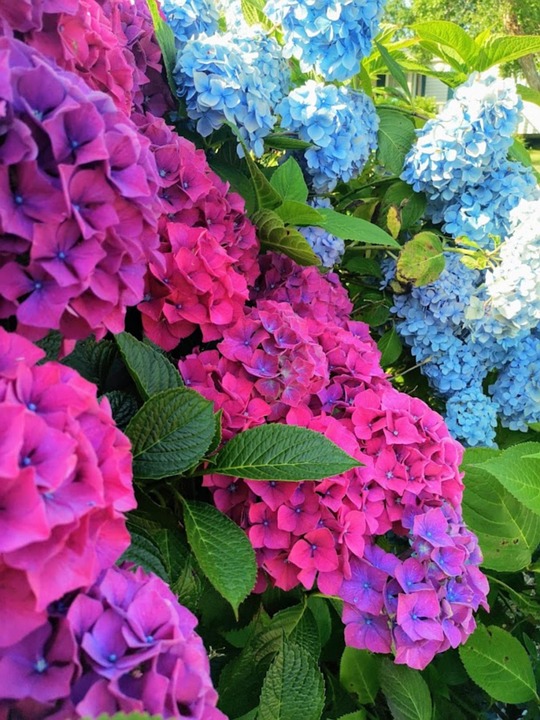 Hydrangea Bunga Alam - Foto gratis di Pixabay - Pixabay