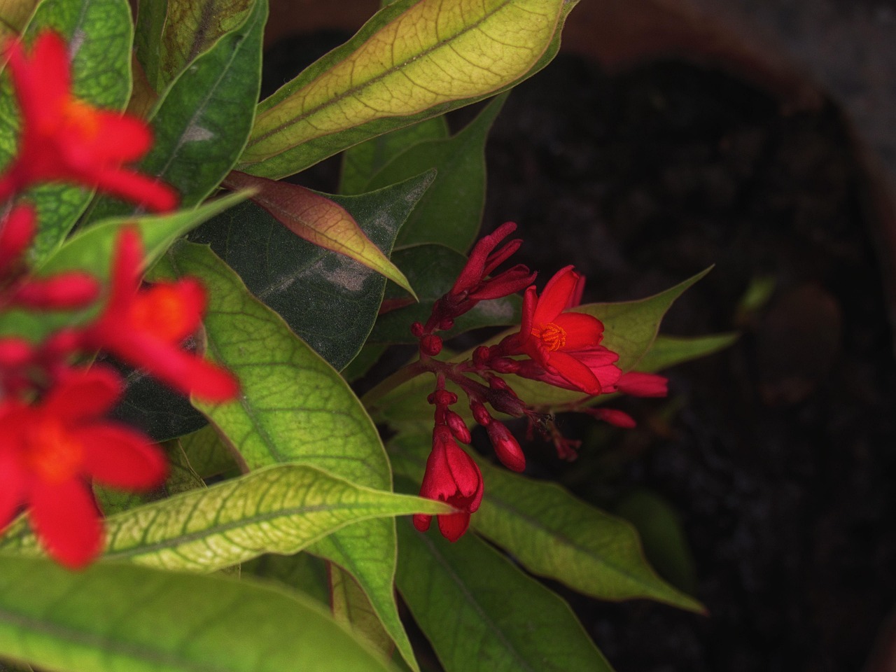 Flower Red Flora - Free photo on Pixabay - Pixabay