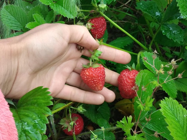 Fraises Rouge - Photo gratuite sur Pixabay - Pixabay