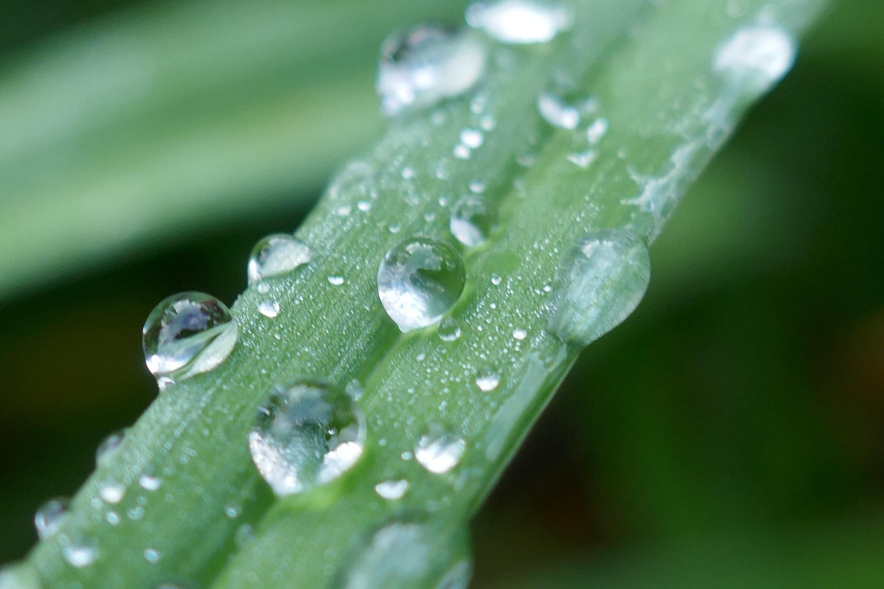 Frunze Picaturi De Apa Natura - Fotografie gratuită pe Pixabay - Pixabay