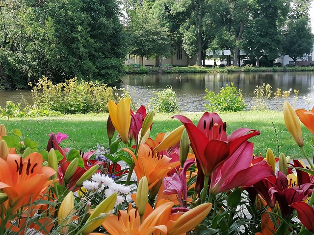 Virág Liliomok Tavacska - Ingyenes fotó a Pixabay-en - Pixabay
