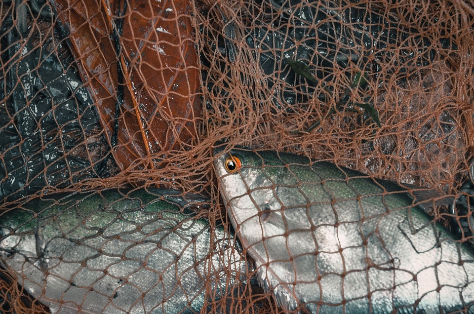 Catch Fish Block - Free photo on Pixabay - Pixabay