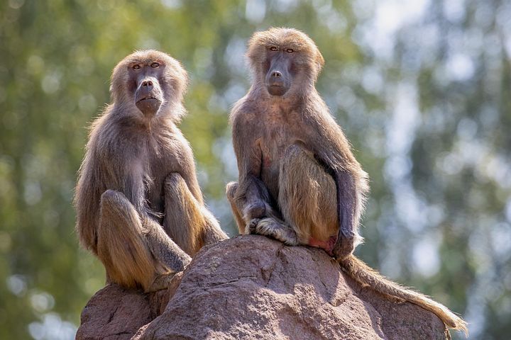 Meer dan 800 gratis afbeeldingen van Apen en Dierentuin