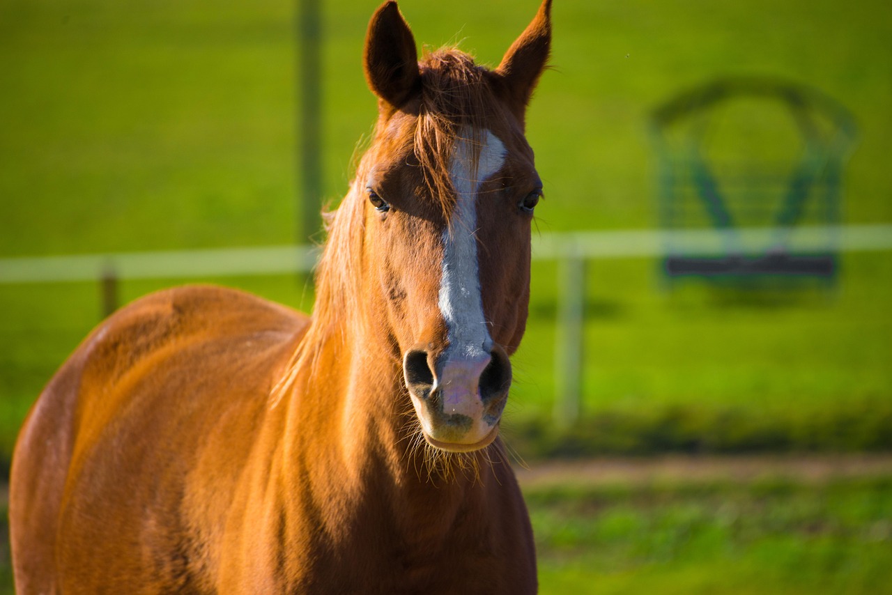 Caballo Animal Mamífero - Foto gratis en Pixabay - Pixabay