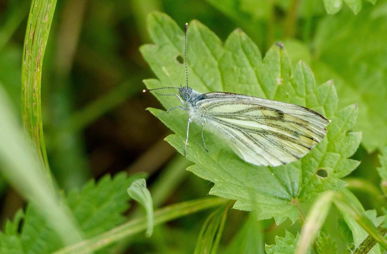 Green Veined White Butterfly - Free photo on Pixabay