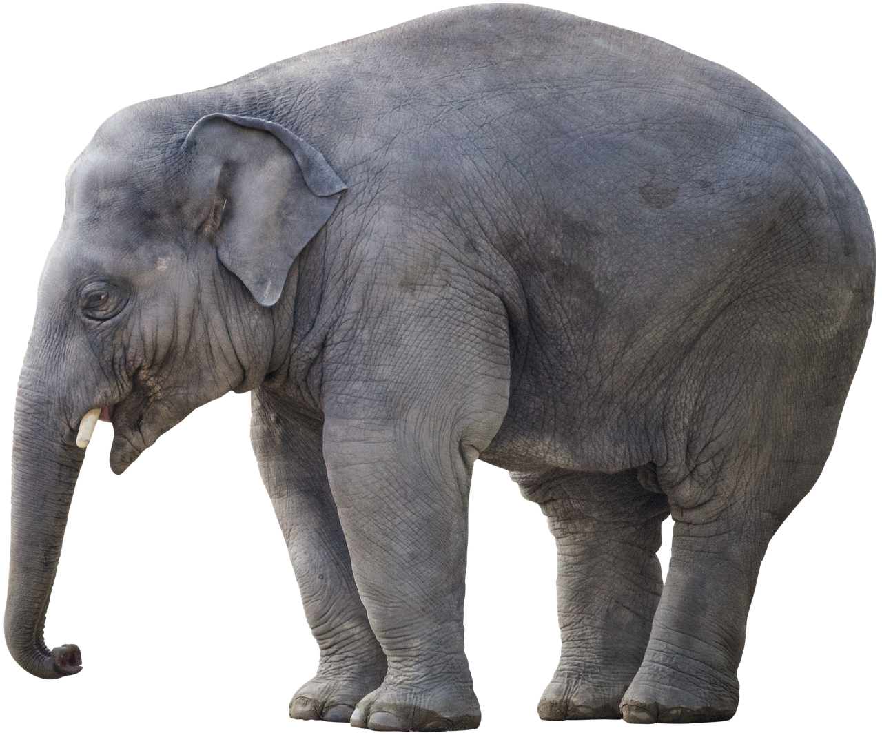 Download Elephant Animal Nature Royalty-Free Stock Illustration Image ...