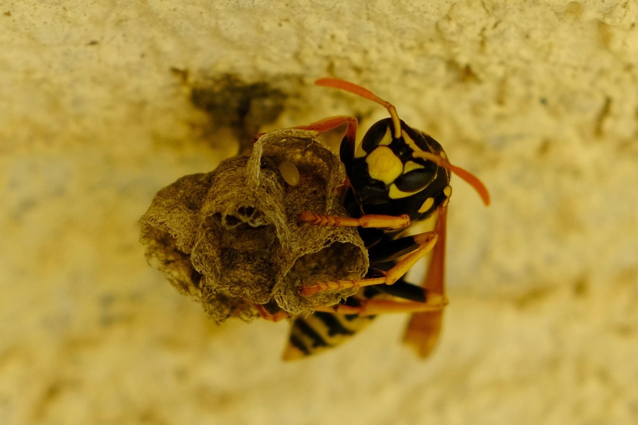Wespe Insekt Entomologie - Kostenloses Foto auf Pixabay - Pixabay