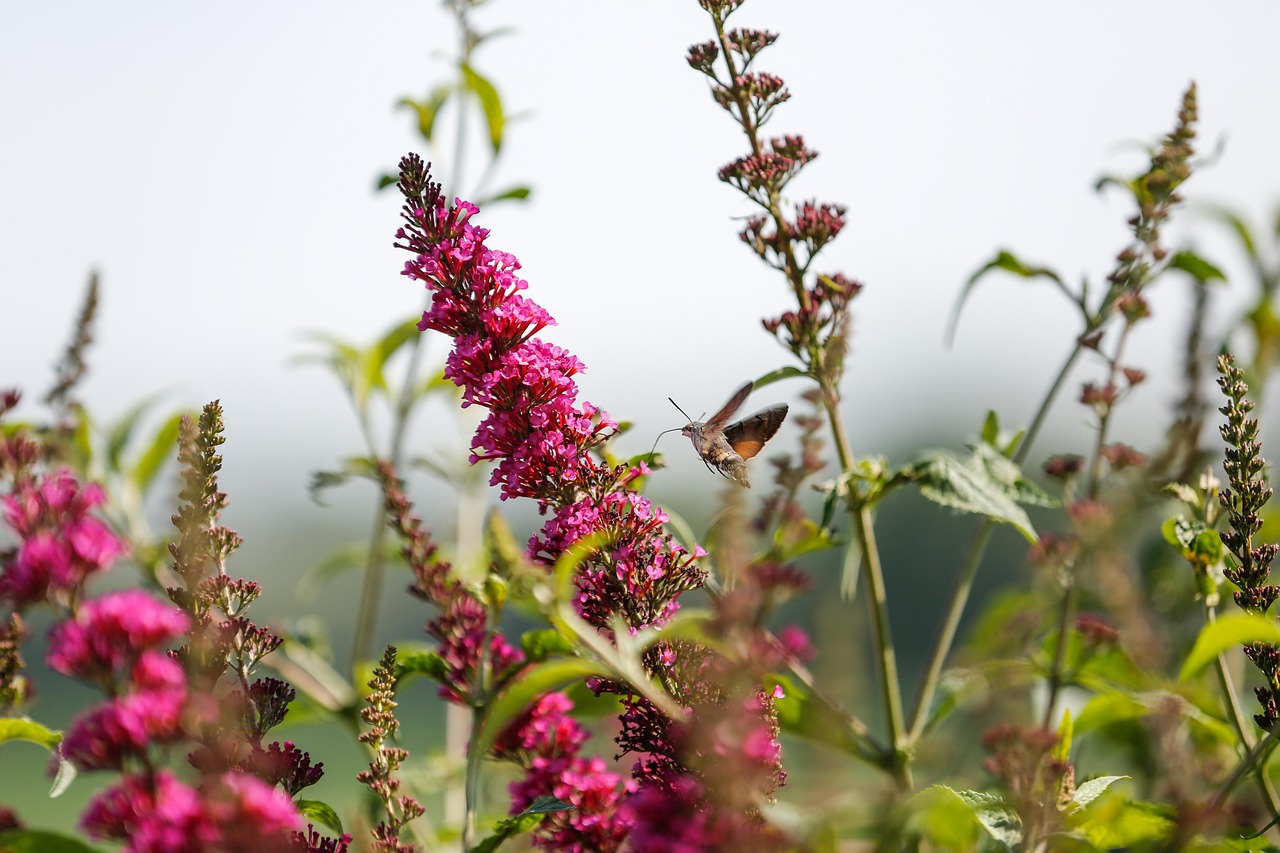 Hummingbird Hawk-Moth Insect Moth - Free photo on Pixabay - Pixabay