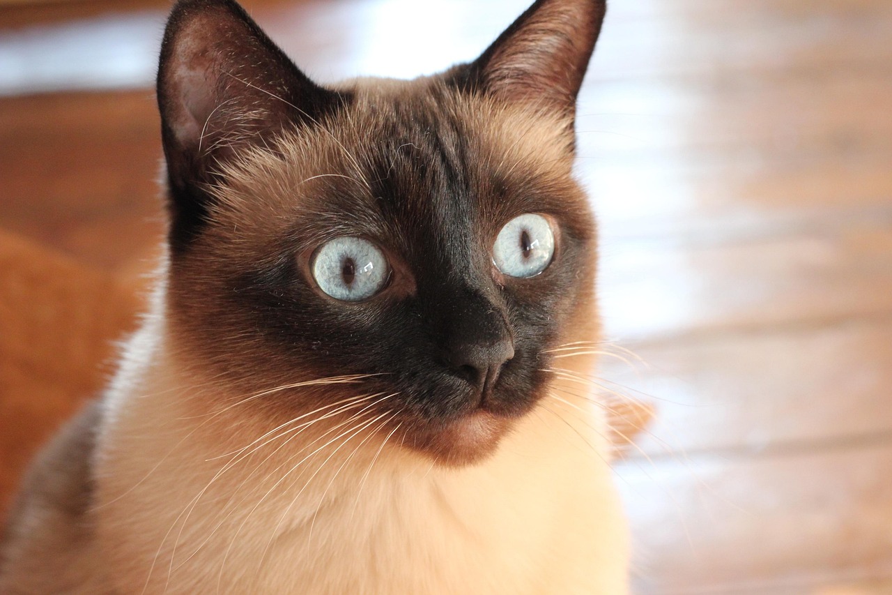 50 000 Free Siamese Cats Cat Images Pixabay 50 000 Free Siamese Cats Cat Images Pixabay