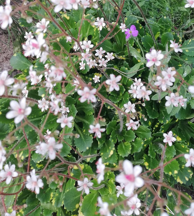 Small Flowers In The Garden - Free photo on Pixabay - Pixabay