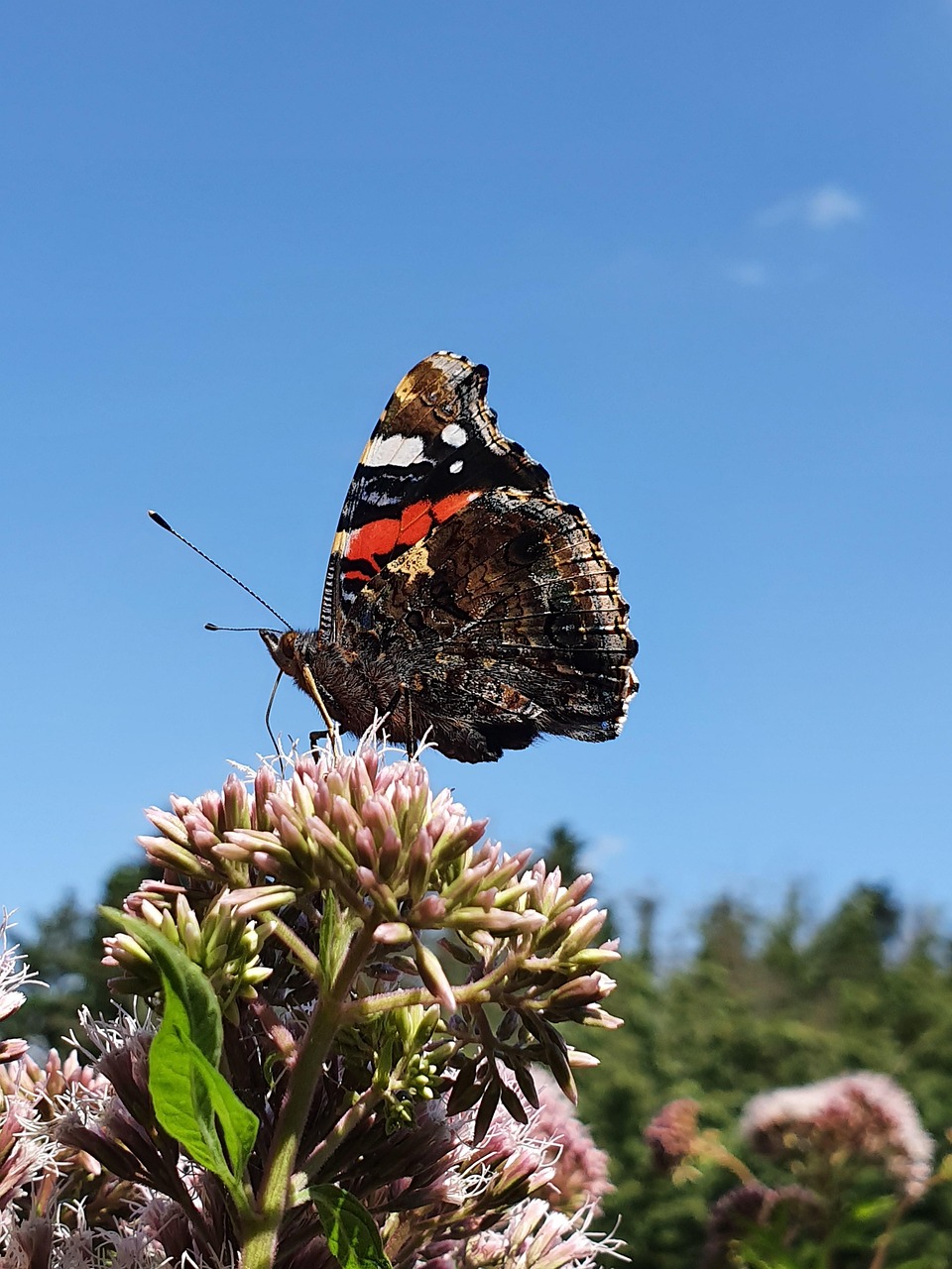 Papillon Fleur Féconder - Photo gratuite sur Pixabay - Pixabay
