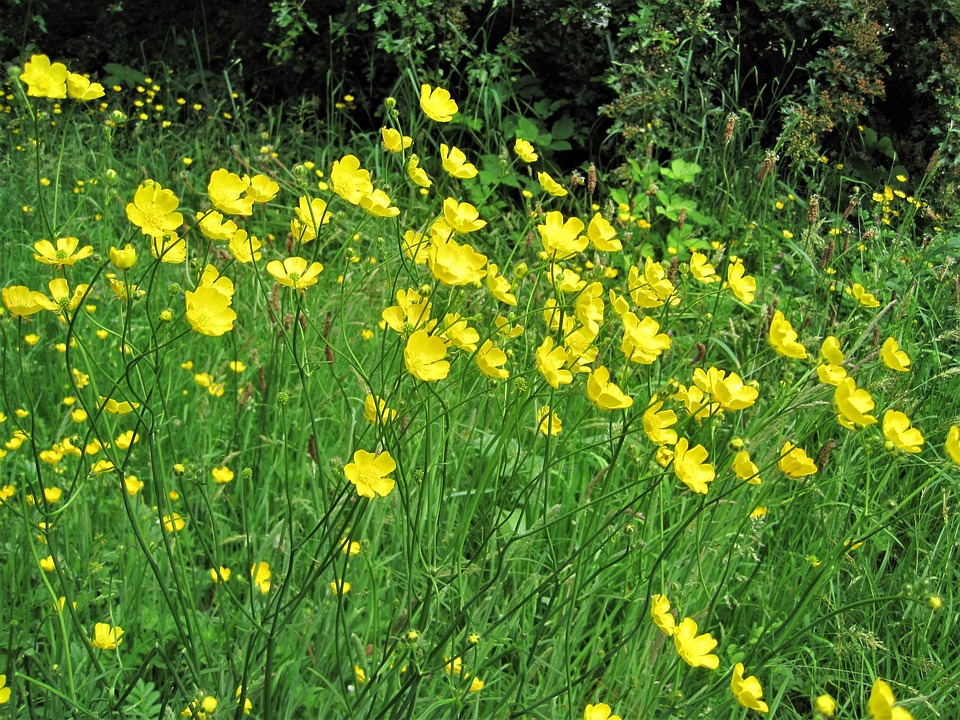 Meadow Buttercups - Free photo on Pixabay - Pixabay