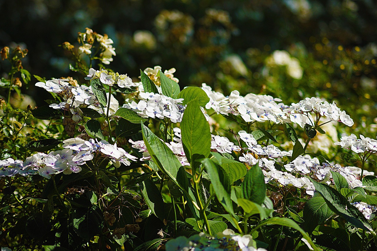 Fleurs Blanches Jardin - Photo gratuite sur Pixabay - Pixabay