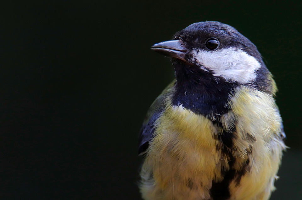 Great Tit Bird Perched Free Photo On Pixabay