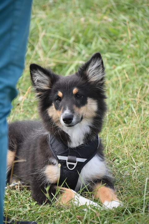 Dog Pet Shetland Sheepdog - Free photo on Pixabay - Pixabay
