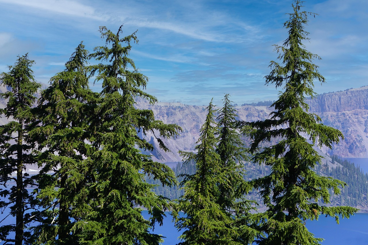 Trees Woods Forest Crater - Free photo on Pixabay - Pixabay