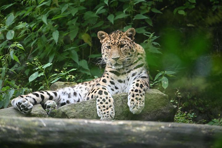 20+ Free Amur Leopard & Leopard Images - Pixabay