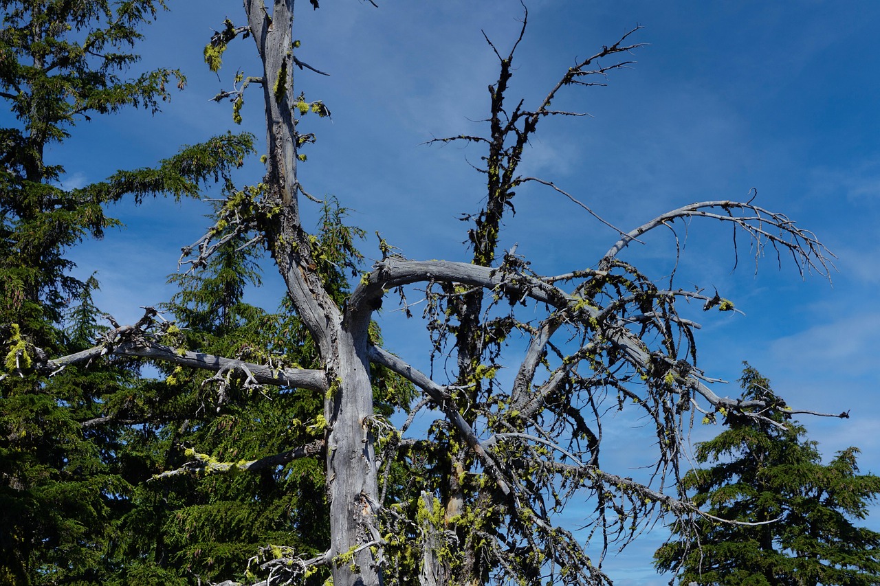 Arbre Lac De Cratère Oregon - Photo gratuite sur Pixabay - Pixabay