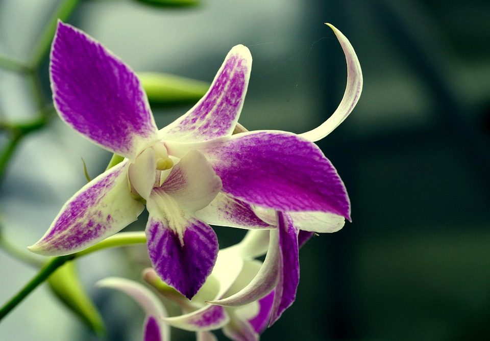 Dendrobium Orchidée Fleur - Photo gratuite sur Pixabay - Pixabay