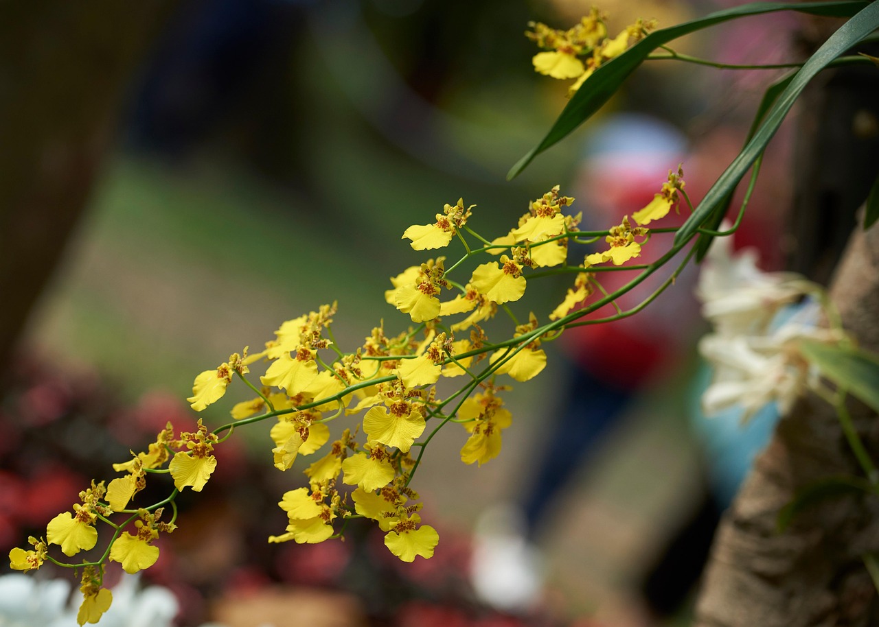 Golden Shower Orchid Orchids - Free photo on Pixabay - Pixabay