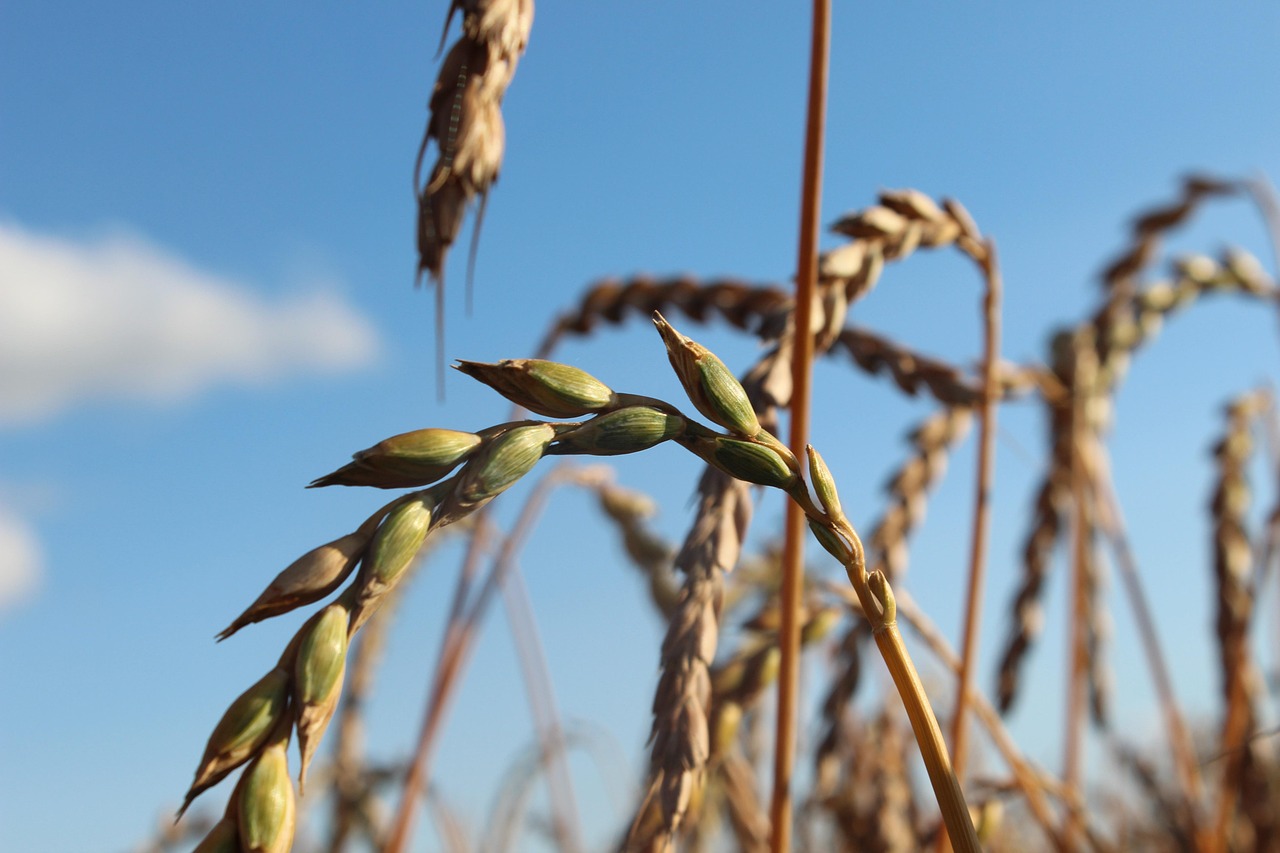 Trigo Campo Cereales De - Foto gratis en Pixabay - Pixabay Trigo Campo Cereales De - Foto gratis en Pixabay - Pixabay