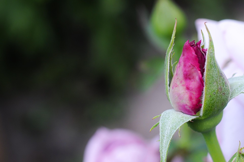 Rose Bourgeon Fleur - Photo gratuite sur Pixabay - Pixabay