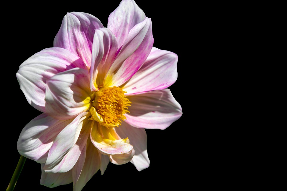 Dalia Flor Dahlia Pinnata - Foto gratis en Pixabay - Pixabay
