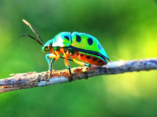 Scutelleridae Insectos Joya - Foto gratis en Pixabay - Pixabay