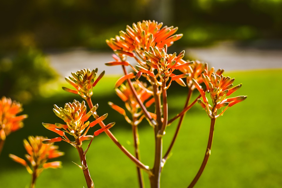 Aloe Vera Flowers Plant - Free photo on Pixabay - Pixabay