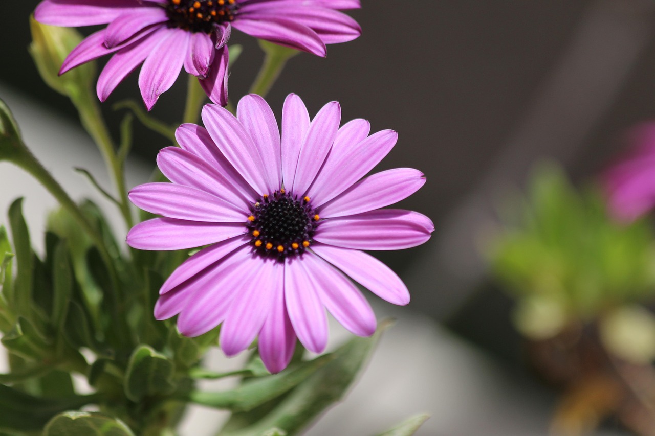 African Daisy Flower Gazania - Free photo on Pixabay - Pixabay
