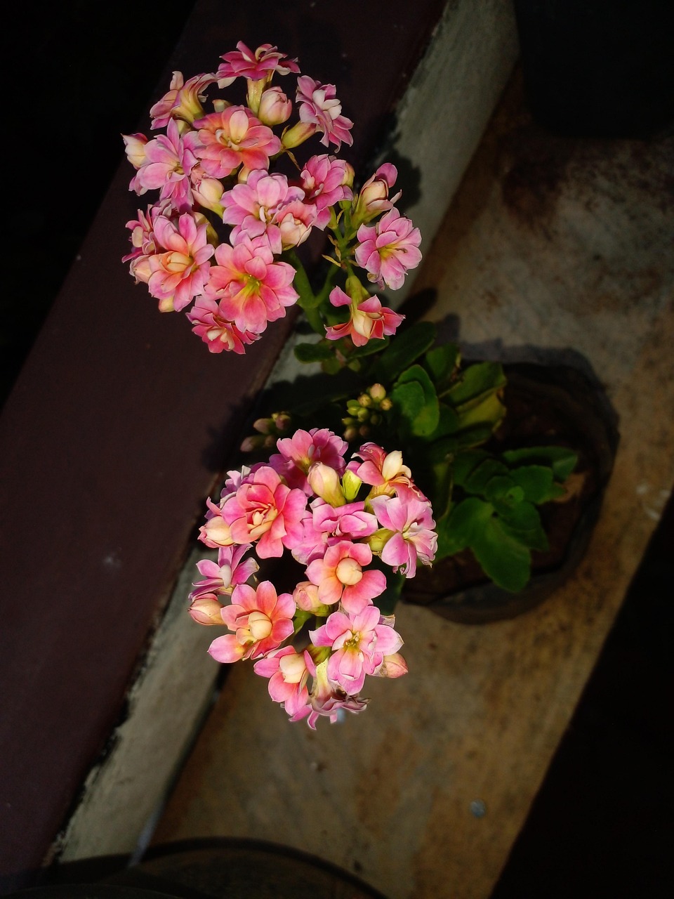 Kalanchoe Flower Pink - Free photo on Pixabay - Pixabay