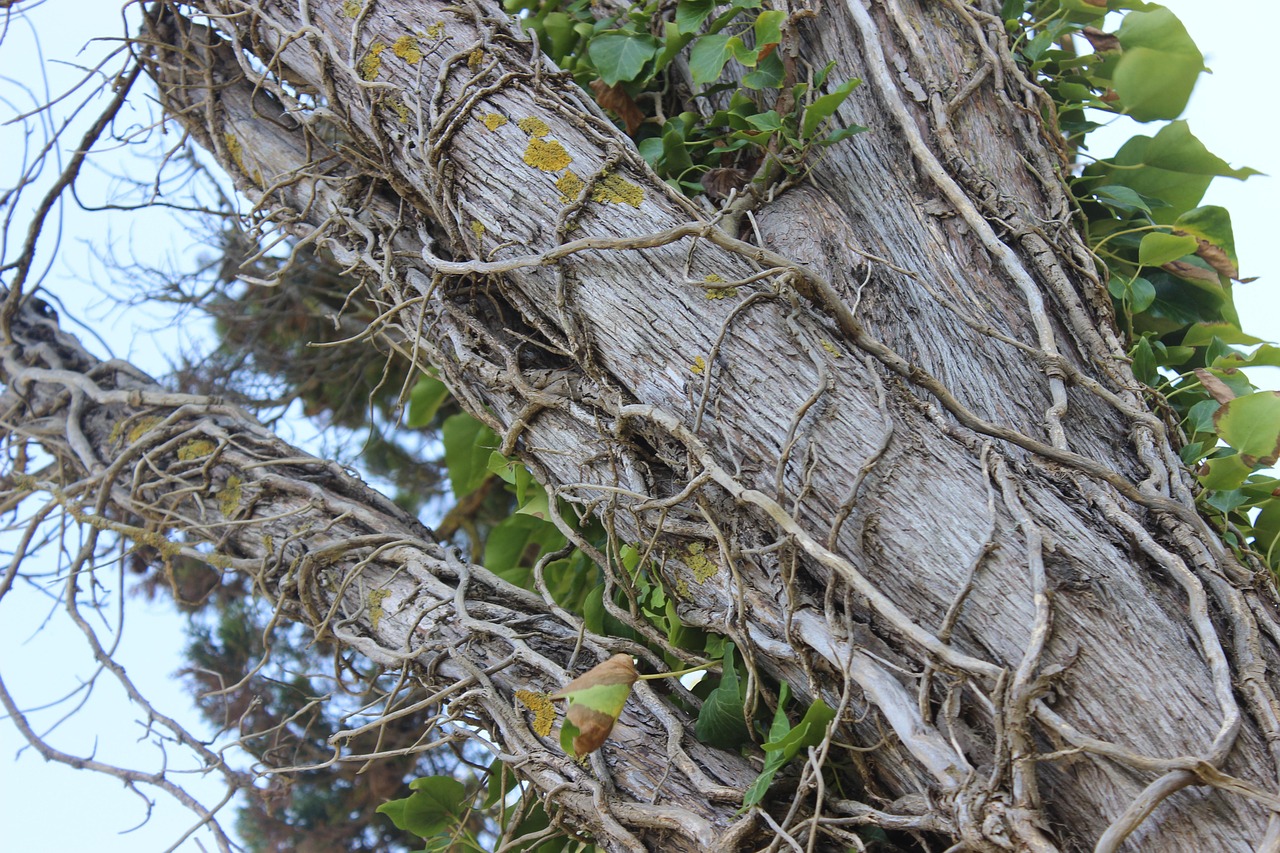 Árbol Enredaderas Viga De - Foto gratis en Pixabay - Pixabay