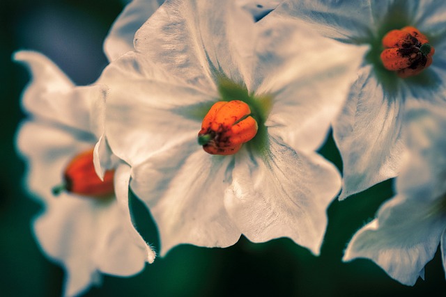 Flores De Papa - Foto gratis en Pixabay - Pixabay