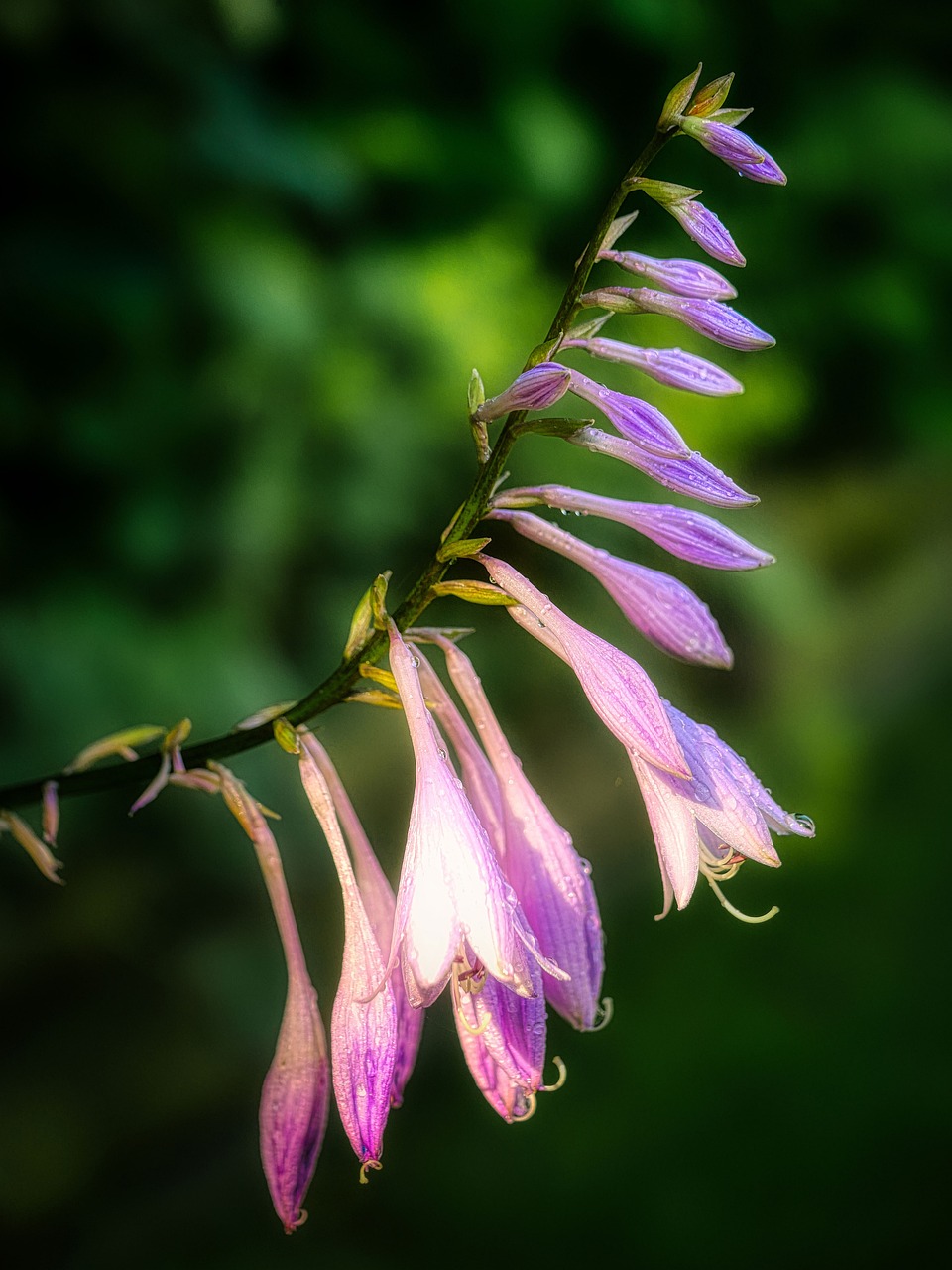 Lis De Plantain Fleurs - Photo gratuite sur Pixabay - Pixabay