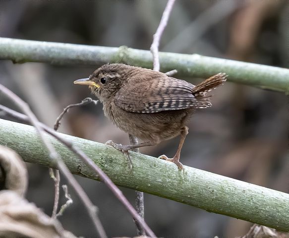 200+ Free Wren & Bird Images