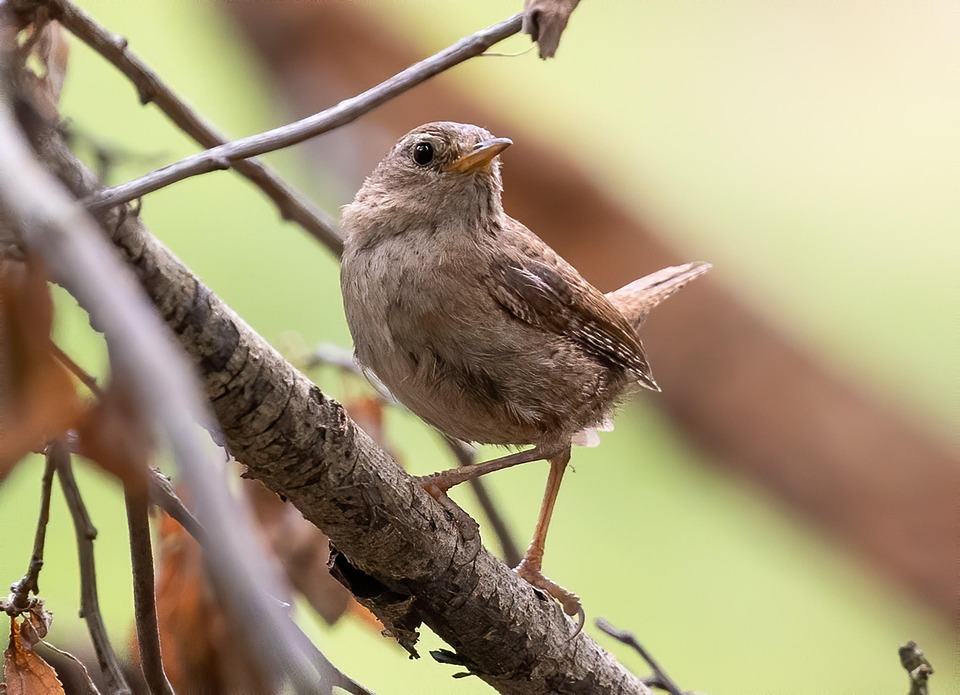 Wren Bird Animal Eurasian - Free photo on Pixabay - Pixabay