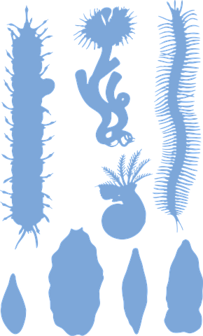 1+ Free Tube Worms & Polychaete Vectors - Pixabay